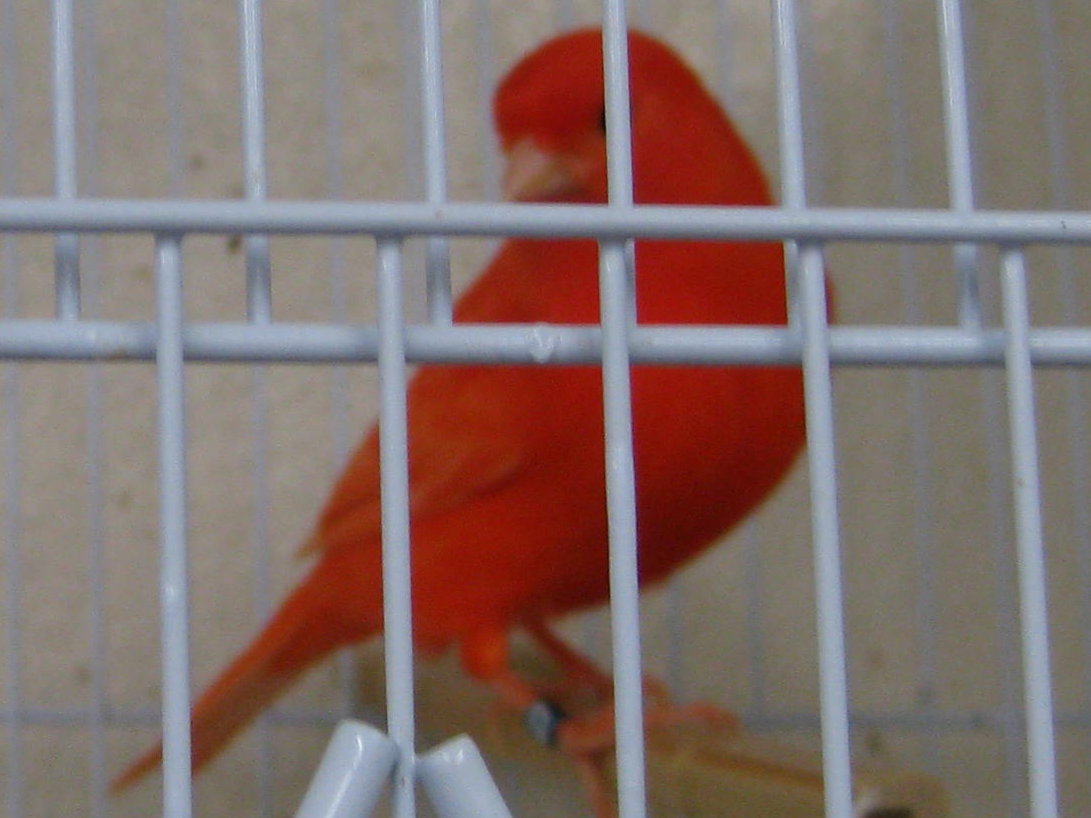 Canary Tales: Dian's Spectacular Color Bred Canaries