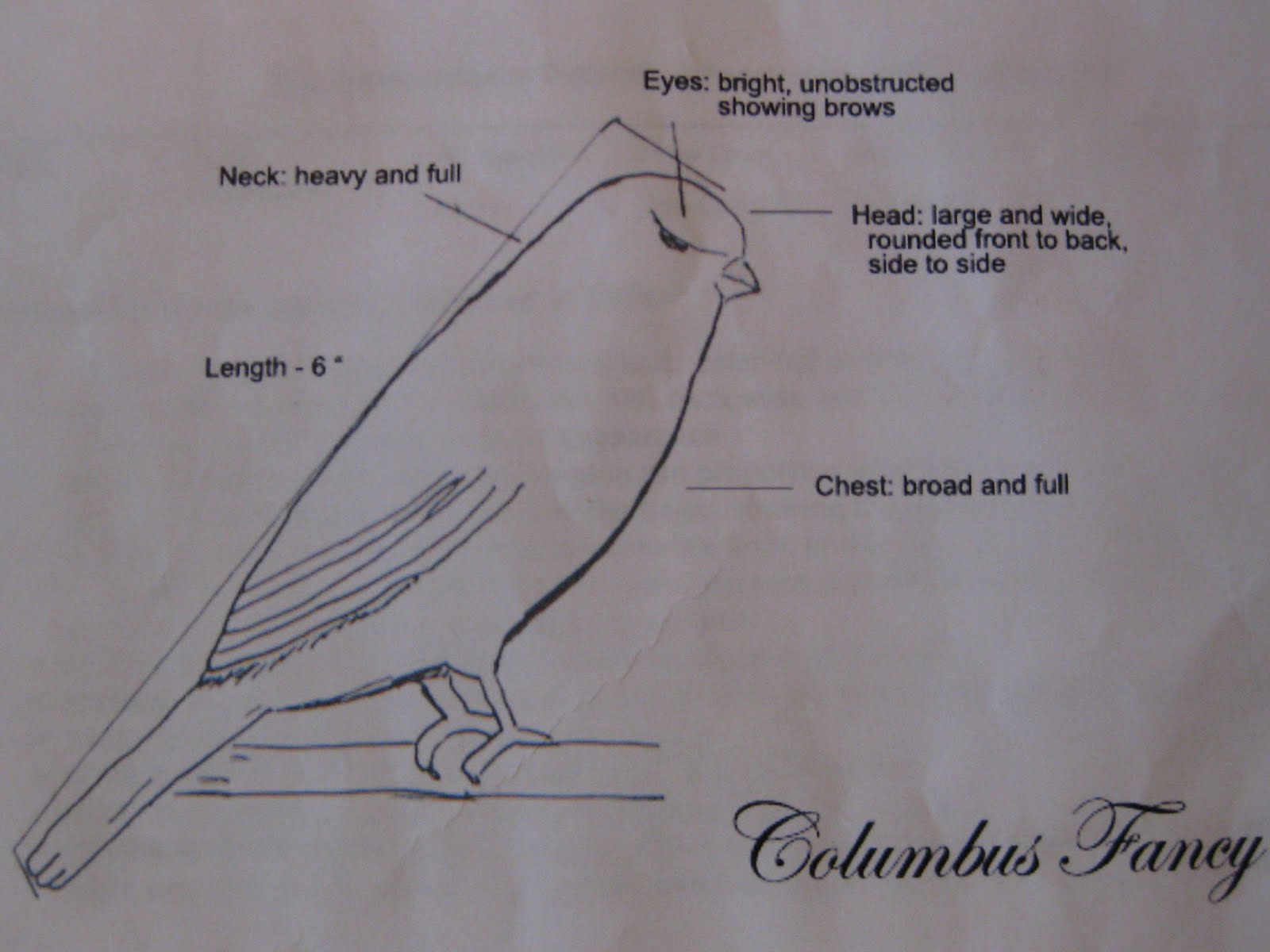 Canary Tales: Columbus Fancy - American Type Canary
