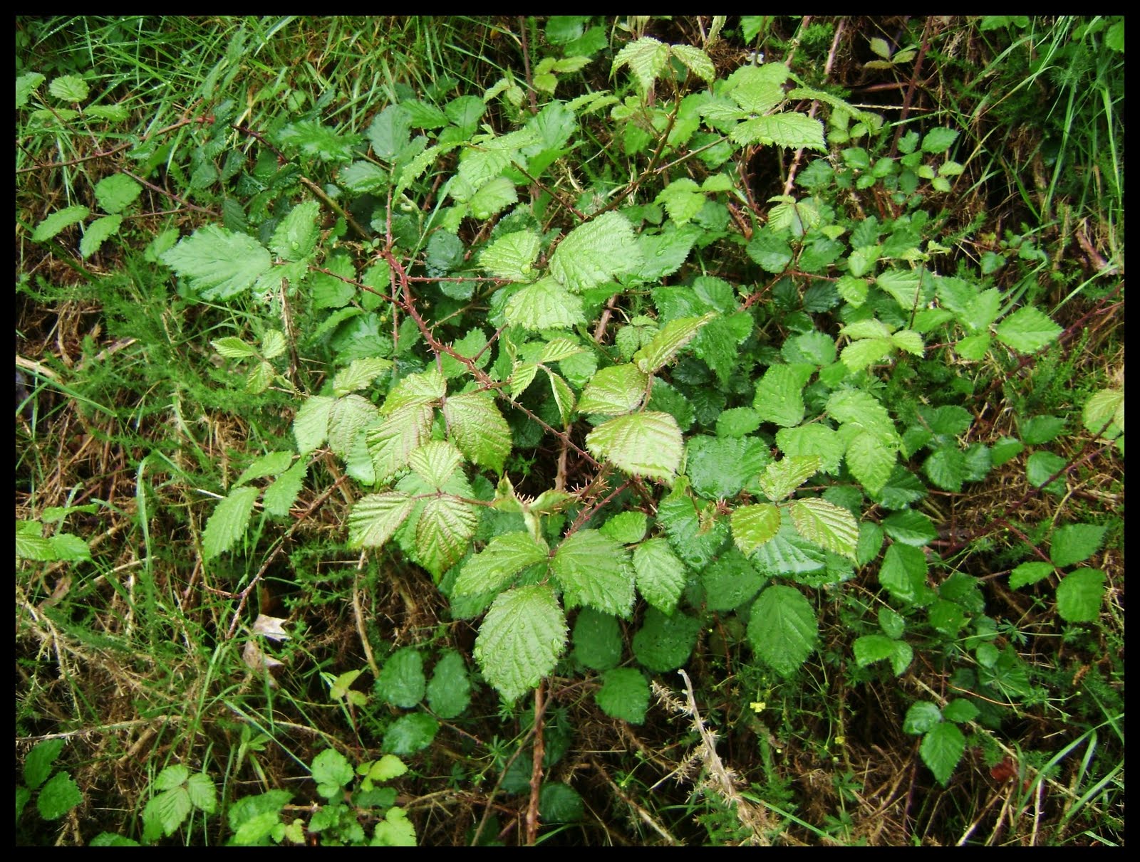 Herbolario: LA ZARZA