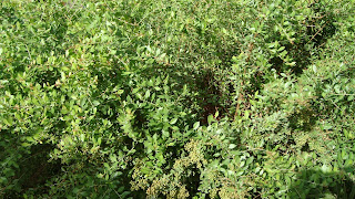 the paradise nuba: HENNA