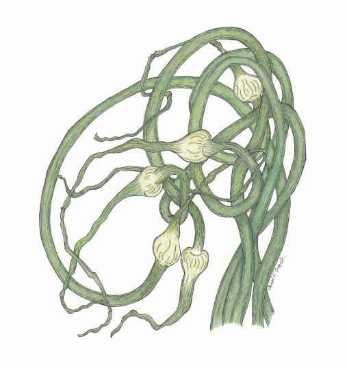 CCreech Studio: Creative Adventures: Garlic Scapes - ink and colored pencil