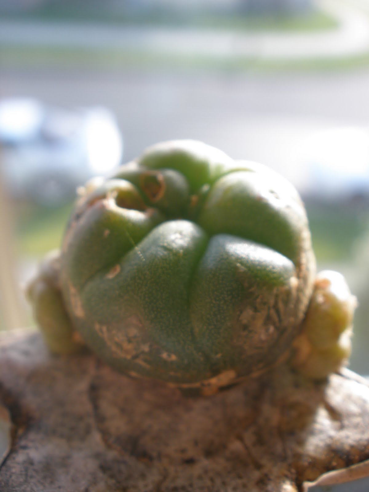 Home Entheogen Cultivation: Pilosocereus Azureus & New Peyote Graft