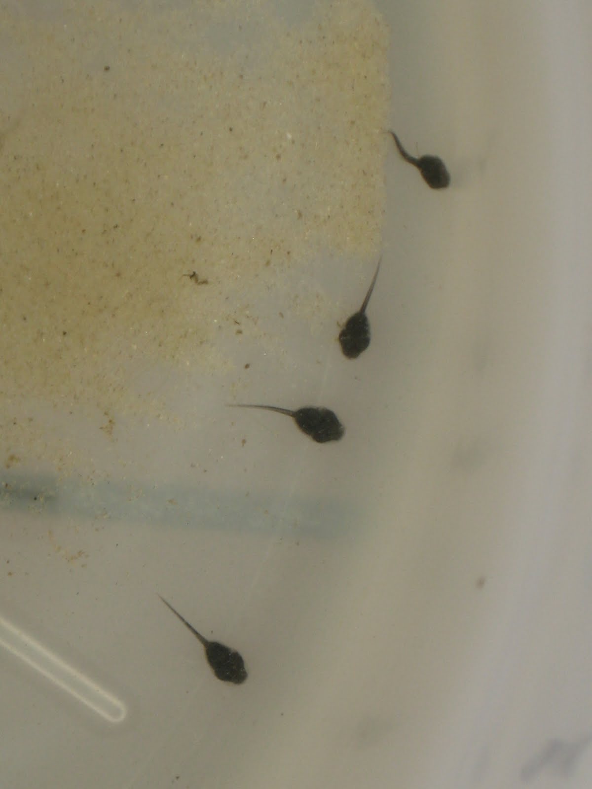 Tadpoles & Frogs (Lifecycle) Part 1 - Mama to 6 Blessings