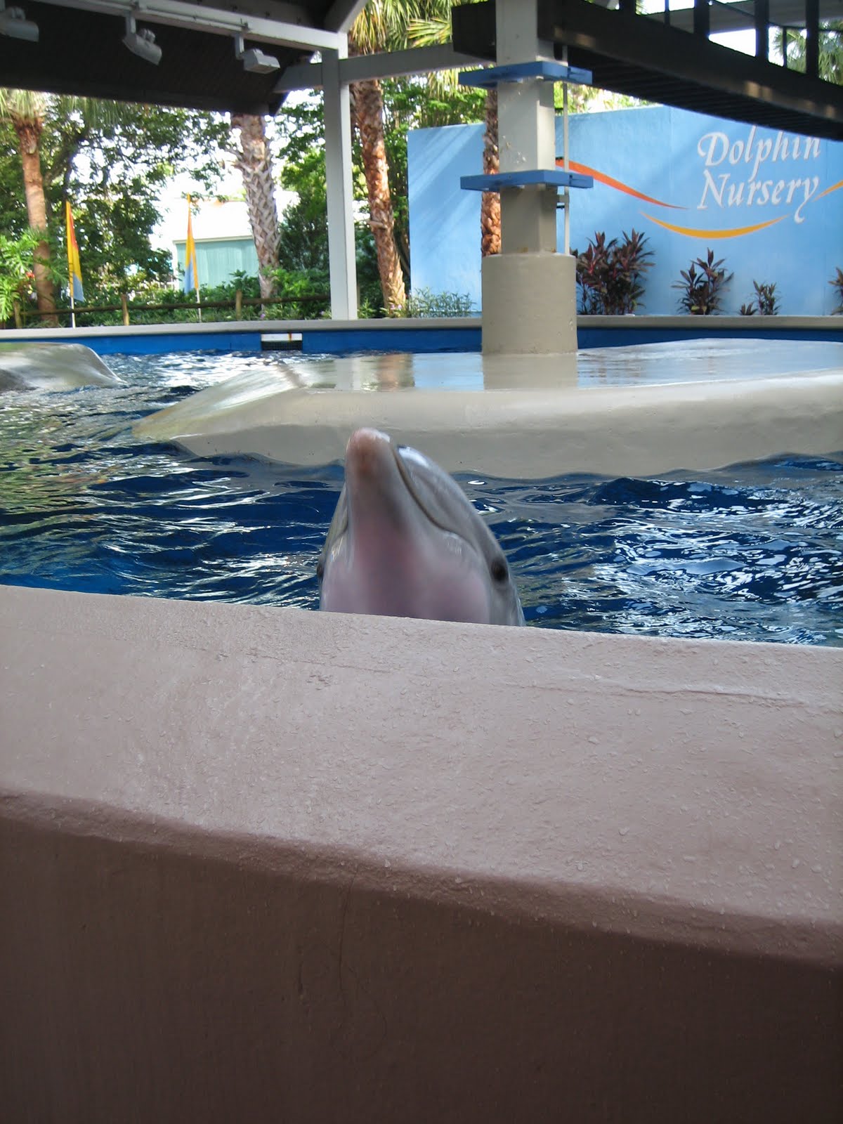 WORDLESS WEDNESDAY - THE DOLPHINS PLAY PEEK A BOO - Mama to 6 Blessings