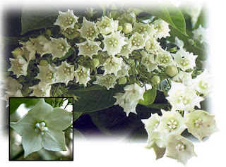 Kenali Melaka: Bunga rasmi