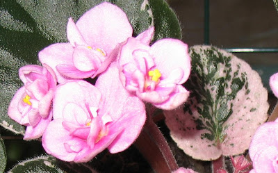 Plant Crazy: New Purchase: Variegated African Violet (Saintpaulia ionantha)