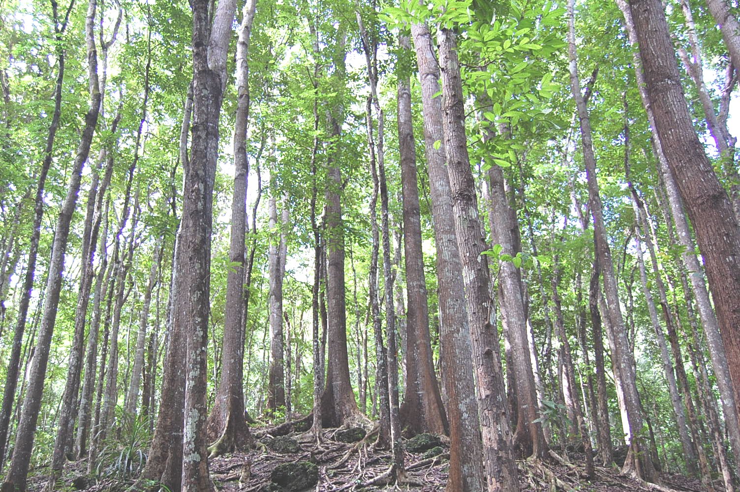 The real color of nature is not green: Man Made Forest By Dianne Lynn A ...