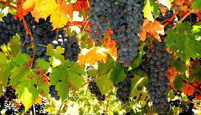 UMA AVE!! APRENDENDO A VOAR...: Anjo canta com Jason Upton em gravação ...