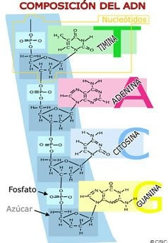 DNABiology: Componentes de ADN