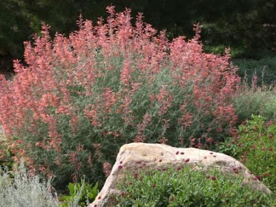 the art garden: Kendrick Lake Park