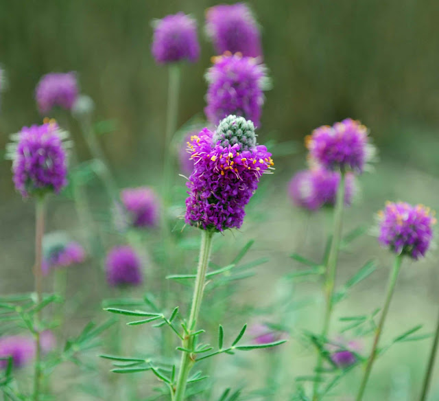 the art garden: Garden Designers Roundtable: Underutilized Plants, or ...