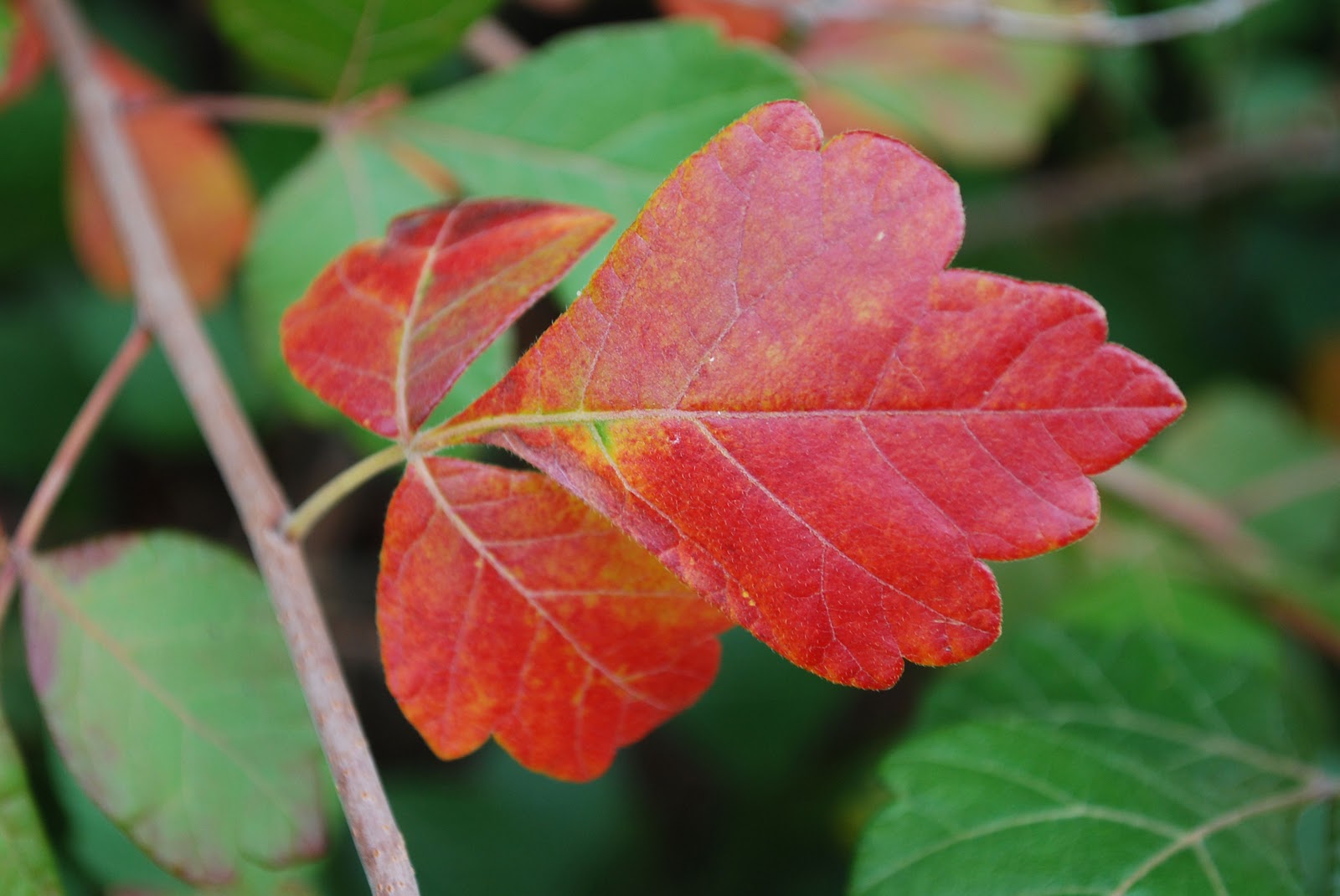 the art garden: Fall Foliage Roundup 10/10/10