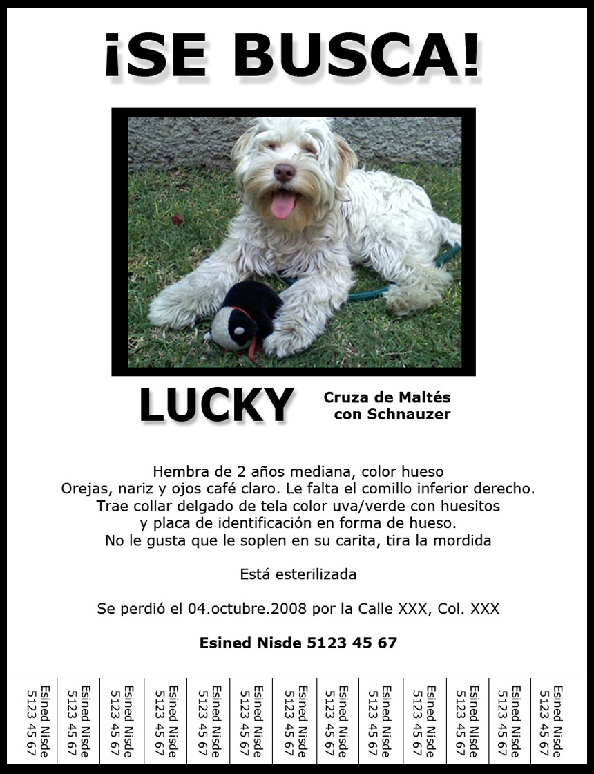 ¿Cómo hacer un cartel de búsqueda? ~ Mundo Feliz