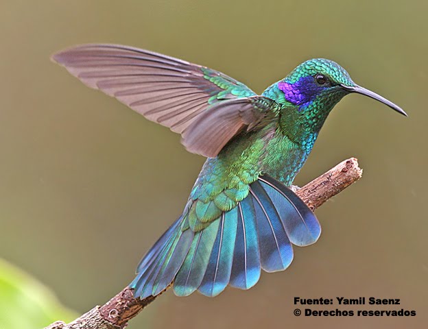 Pin by Art of Simko on Birds | Hummingbird pictures, Hummingbirds ...