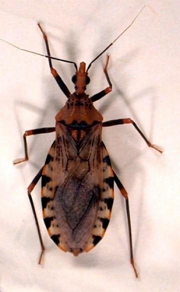 ENTRE TODOS DIGITAL: MAL DE CHAGAS: UN PROBLEMA DE SALUD PÚBLICA