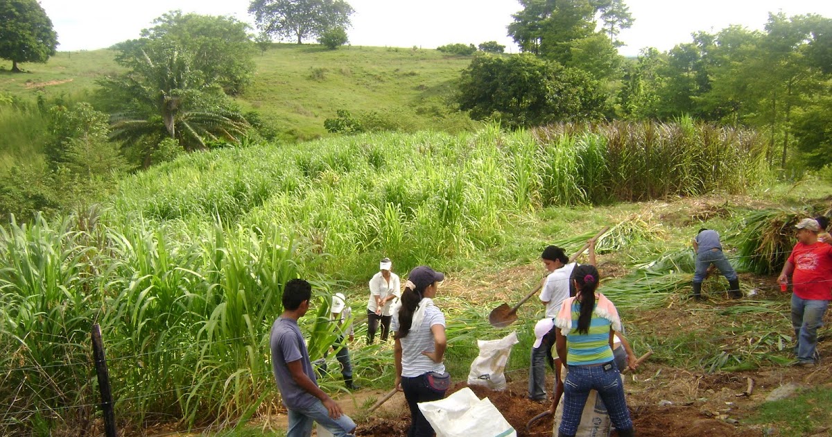 TÉCNICO MAYORDOMÍA EMPRESAS GANADERAS: PRÁCTICA MANEJO DE PASTOS DE CORTE