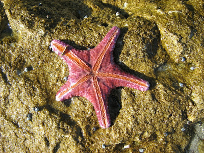 Met 'n knippie sout : Pitkos vir die fynproewer: Snorkel by die Murrays ...