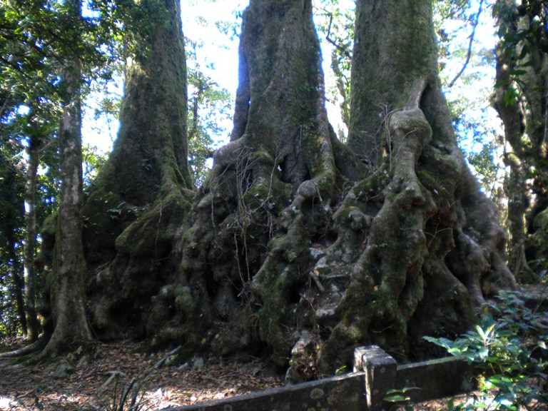 Veteran Tree Group Australia: Antarctic beech trees of Springbrook ...