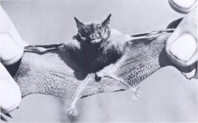 The XO Directory: Kitti's Hog-nosed Bat, World's Smallest Mammal