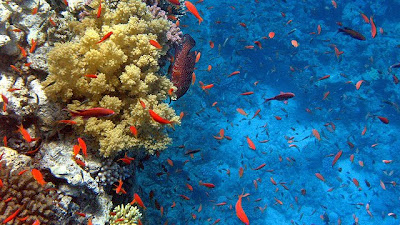 World's Natural Wonders: Red Sea Reef