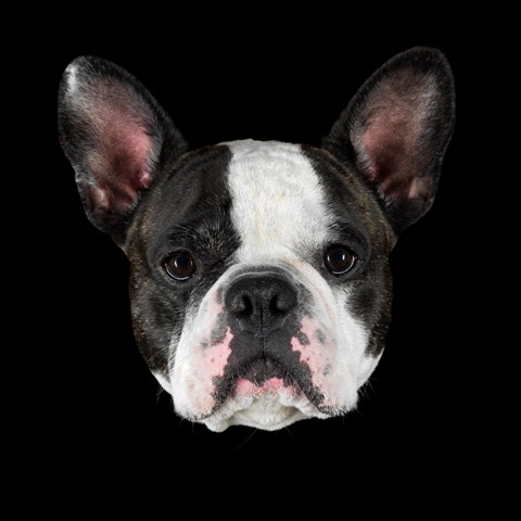 SeVExAhí: El Francés que esta de Moda