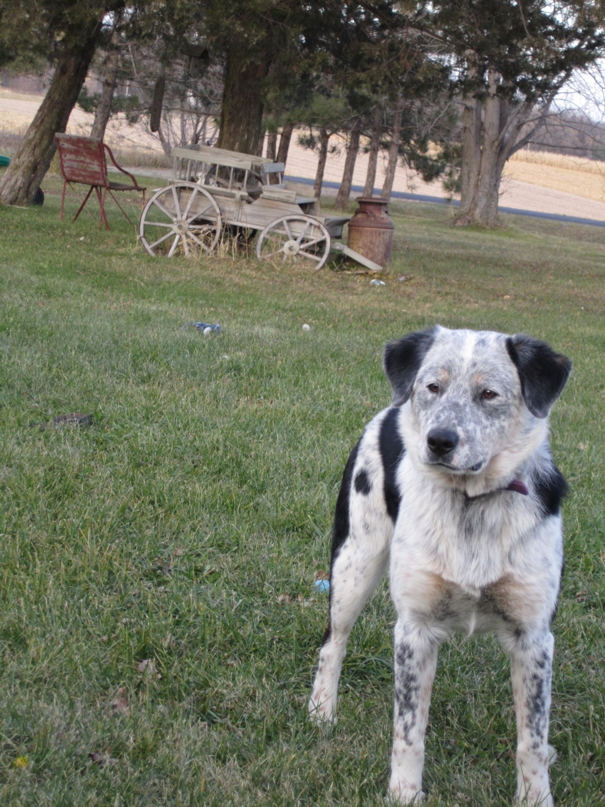 Gone Walkabout 2: Drive-by Shots from the Northlands