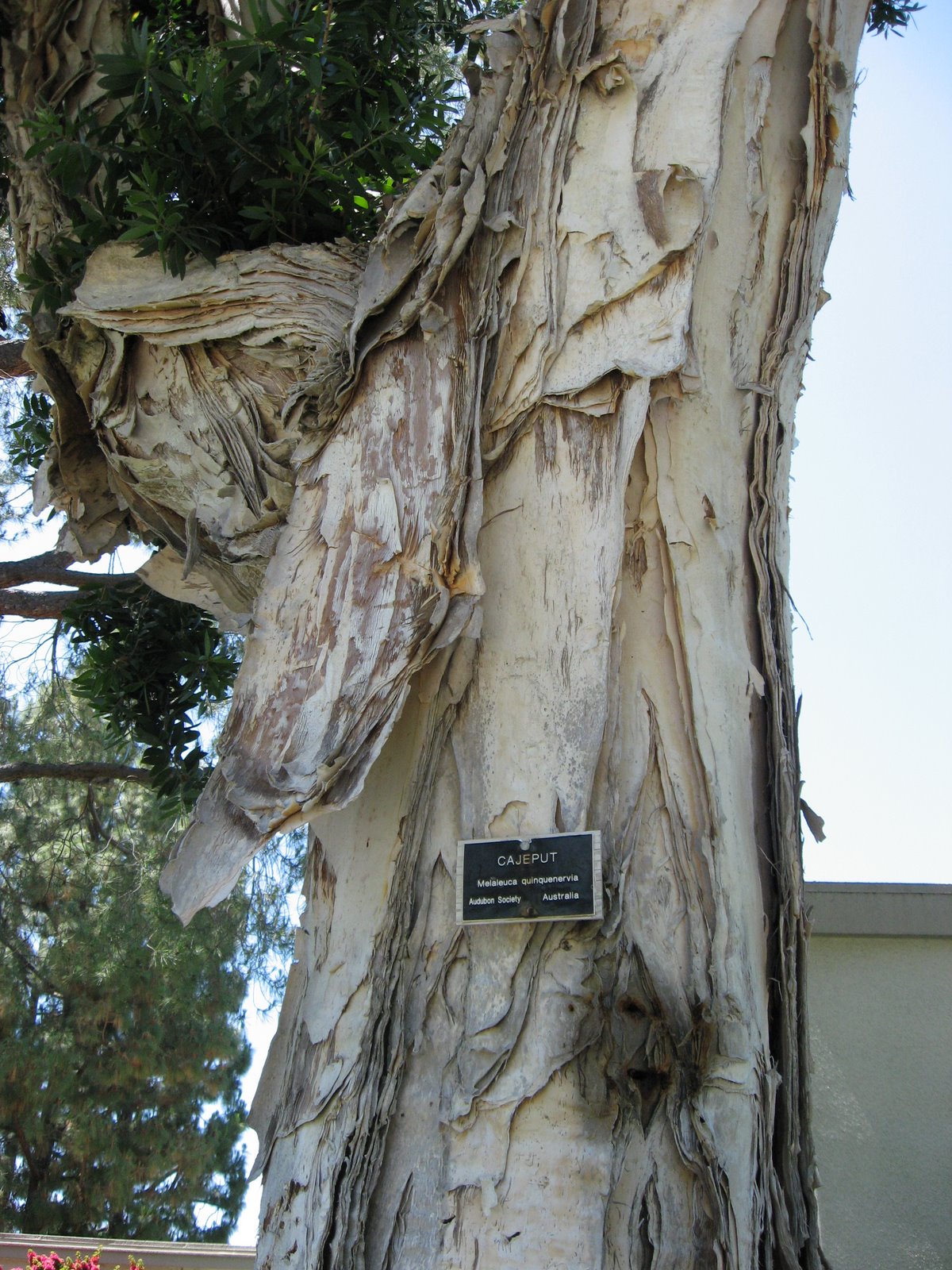 Nancy's Nest: Nanette and I took photos of this melaluca tree...cool, eh?