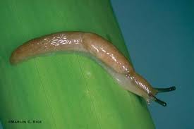 My Temple of Nature: Salute to Slugs