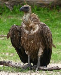 My Temple of Nature: Voracious Vulgar Vultures