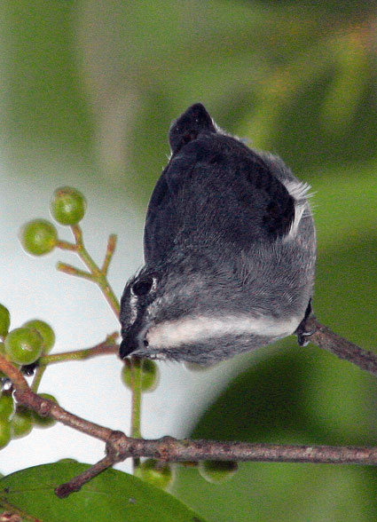 My Temple of Nature: Numerous Newbies