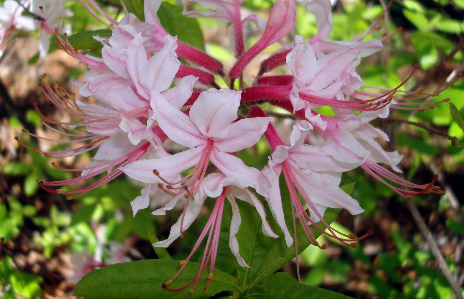 Flowers and Nature in my Garden: Wild Azalea