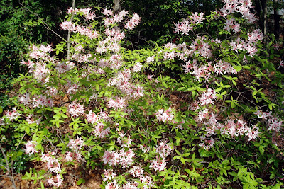 Flowers and Nature in my Garden: 2010-04-11