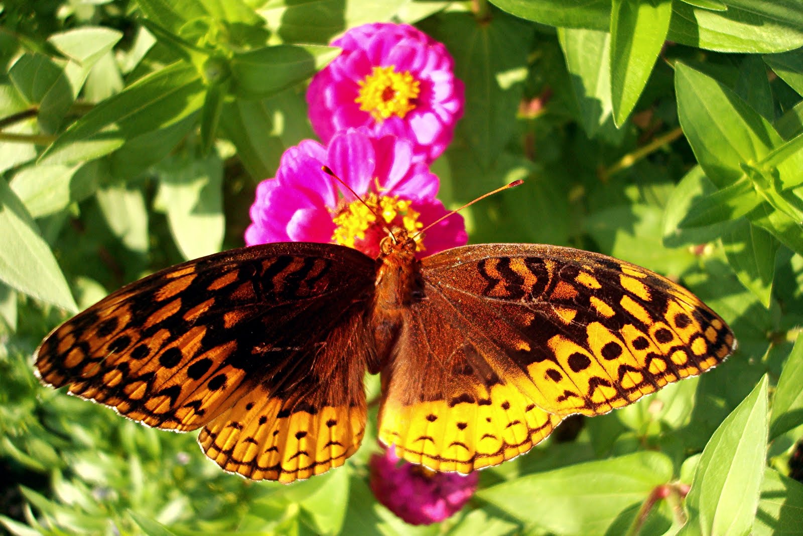 Flowers and Nature in my Garden: Great Spangled Fritillary