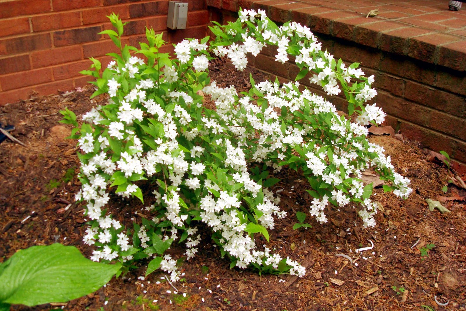Flowers and Nature in my Garden: Deutzia Flowers and Nature in my Garden: Deutzia