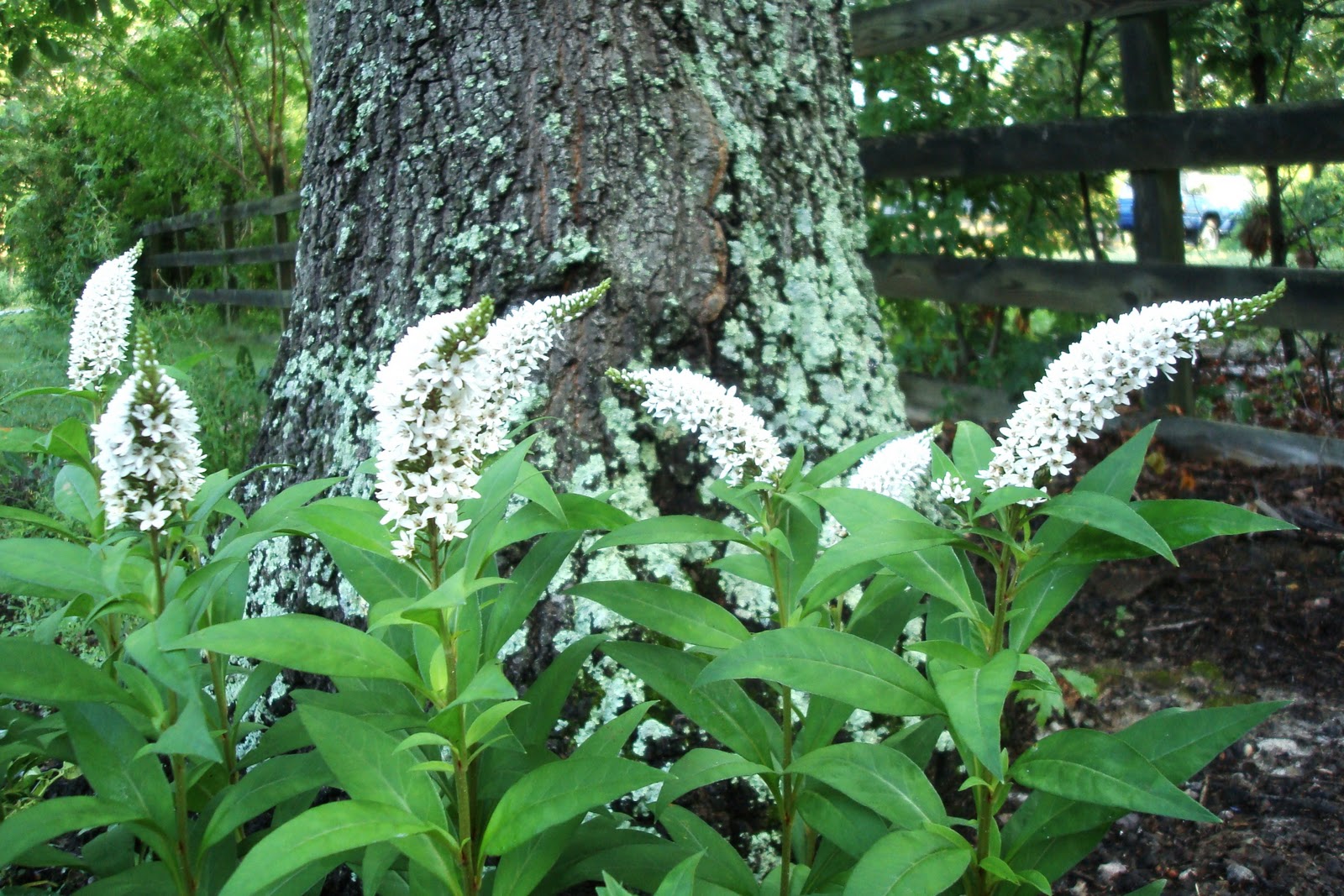 Flowers and Nature in my Garden: Gooseneck Loosestrife