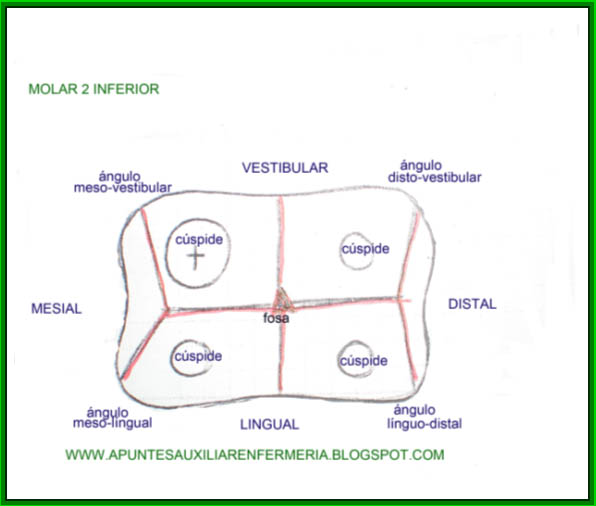 Clasificación de los Dientes ~ Auxiliar de Odontología