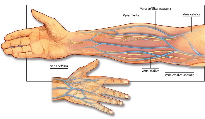 Extracción de Muestra de Sangre Venosa | APUNTES AUXILIAR ENFERMERIA