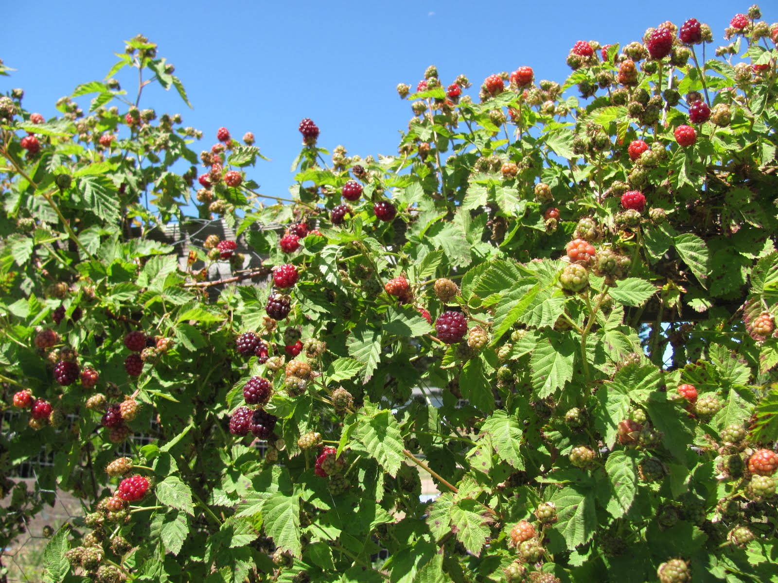 The Family Garden: Spotted Boysenberry Vines = Septoria Leaf Spot