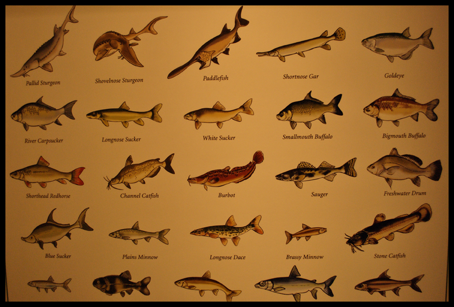 Chuck Robbins-Outdoors: Travel: Fort Peck Part 2