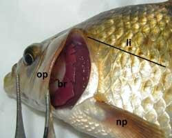 Redentor-Mental: ¿Cómo Funciona la Respiración Branquial?