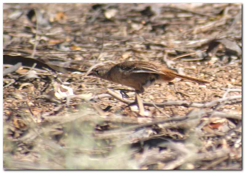 Kay Parkin Birding: Victoria road trip & Mallee Birding
