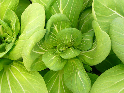 High Altitude Gardening: Mountain Veggies