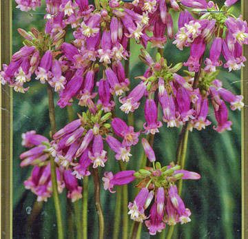 High Altitude Gardening: Firecracker Flower Bulbs