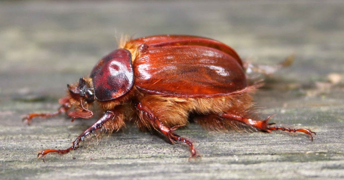 Willamette Resources and Educational Network in the West Eugene ...