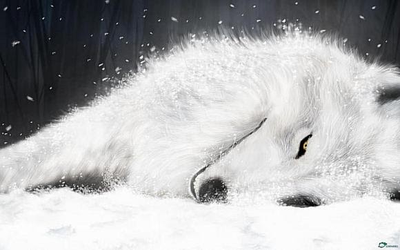 World of wolf: Newfoundland White Wolf