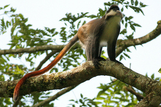The Prancing Papio: Cheek Pouches: Cercopithecines' Arsenal for Global ...