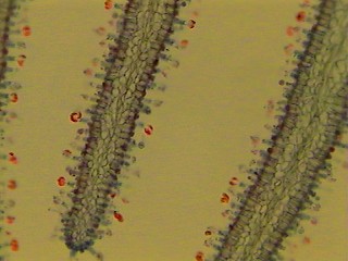 Ruben's Blogpage: Unit 6- Process 5: Karyogamy