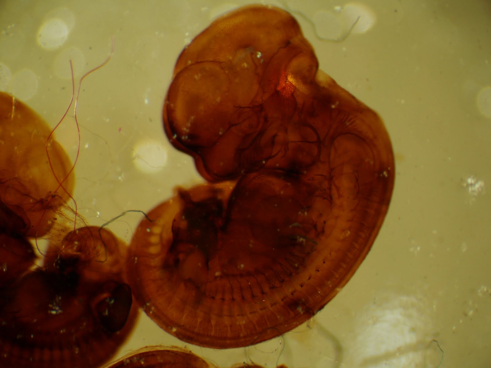 Fanos' MCB Blog: Immuno-histochemistry and In-situ Hybridization