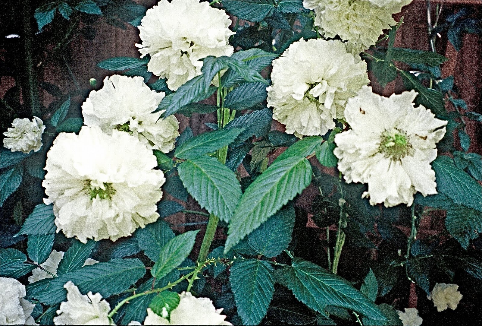 Bay Area Tendrils: Rude, Rustic Rose Relative .. Rubus r. 'Coronarius'