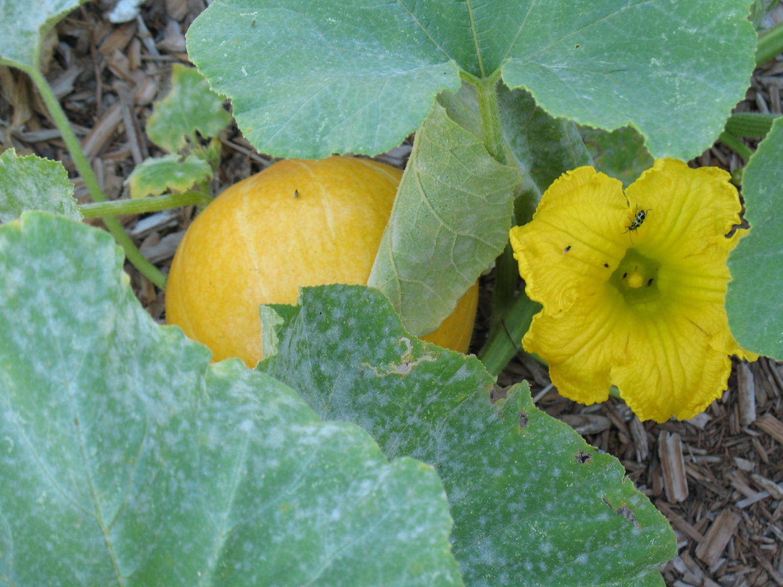 Bay Area Tendrils: Are you serving lunch? 'Potimarron' Winter Squash!